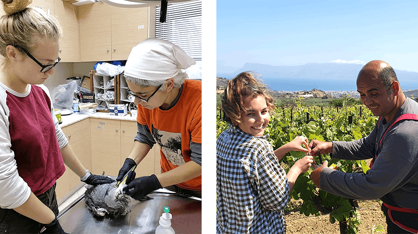 The best alternative to study abroad programs for college students | Intern Abroad HQ